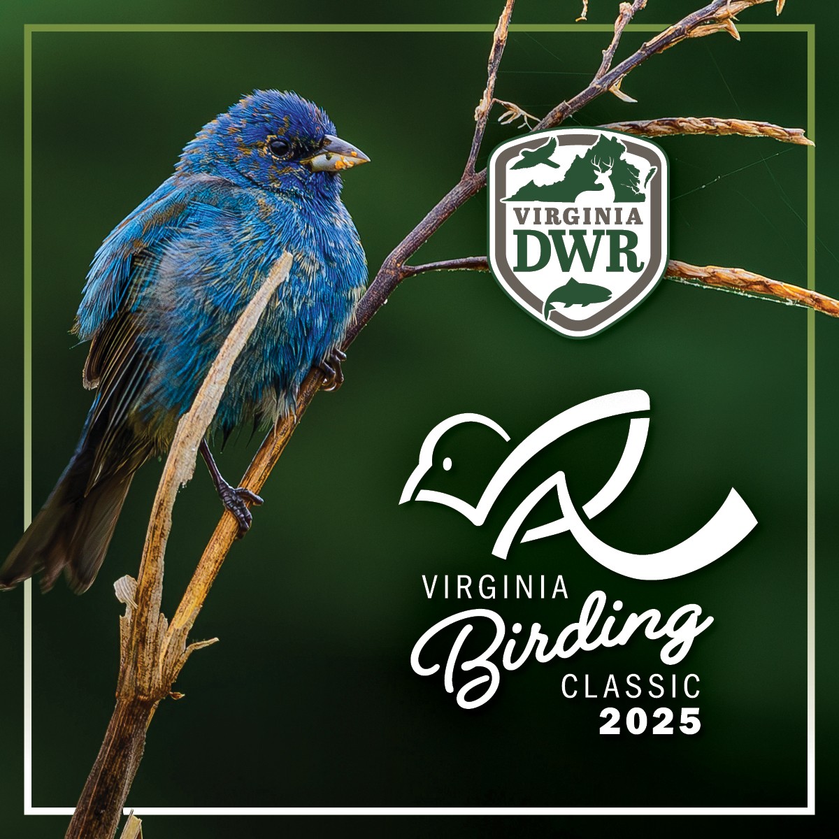 2025 Virginia Birding Classic - Piedmont Virginia Bird Club